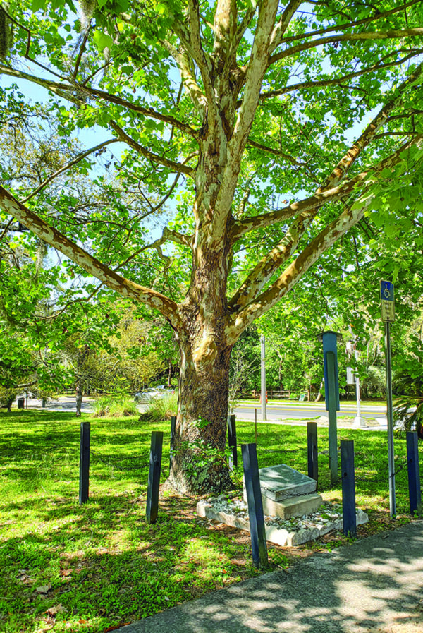 Did You Know … Florida is Home to Several ‘Moon Trees’? – Quality Cities