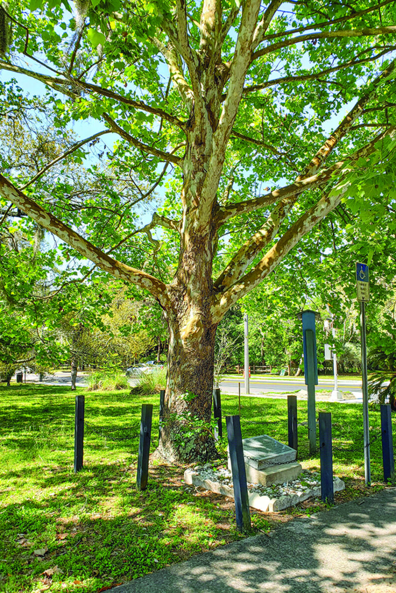 Did You Know … Florida is Home to Several ‘Moon Trees’? – Quality Cities